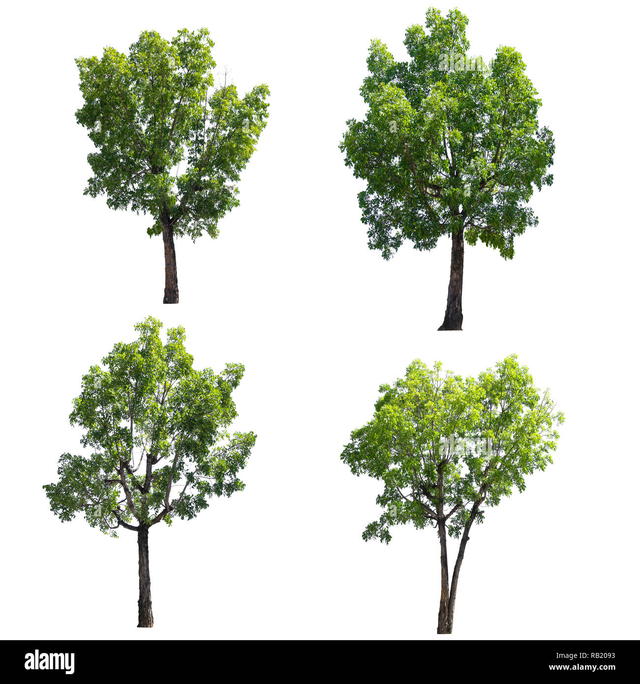 Set of The Trees isolated on a white background, Trees for design or ...