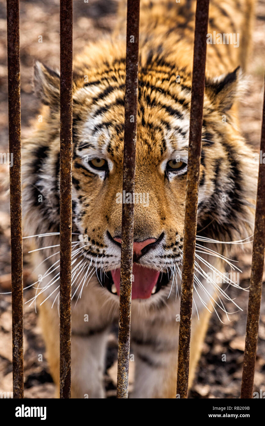 Sad tiger eyes hi-res stock photography and images - Alamy