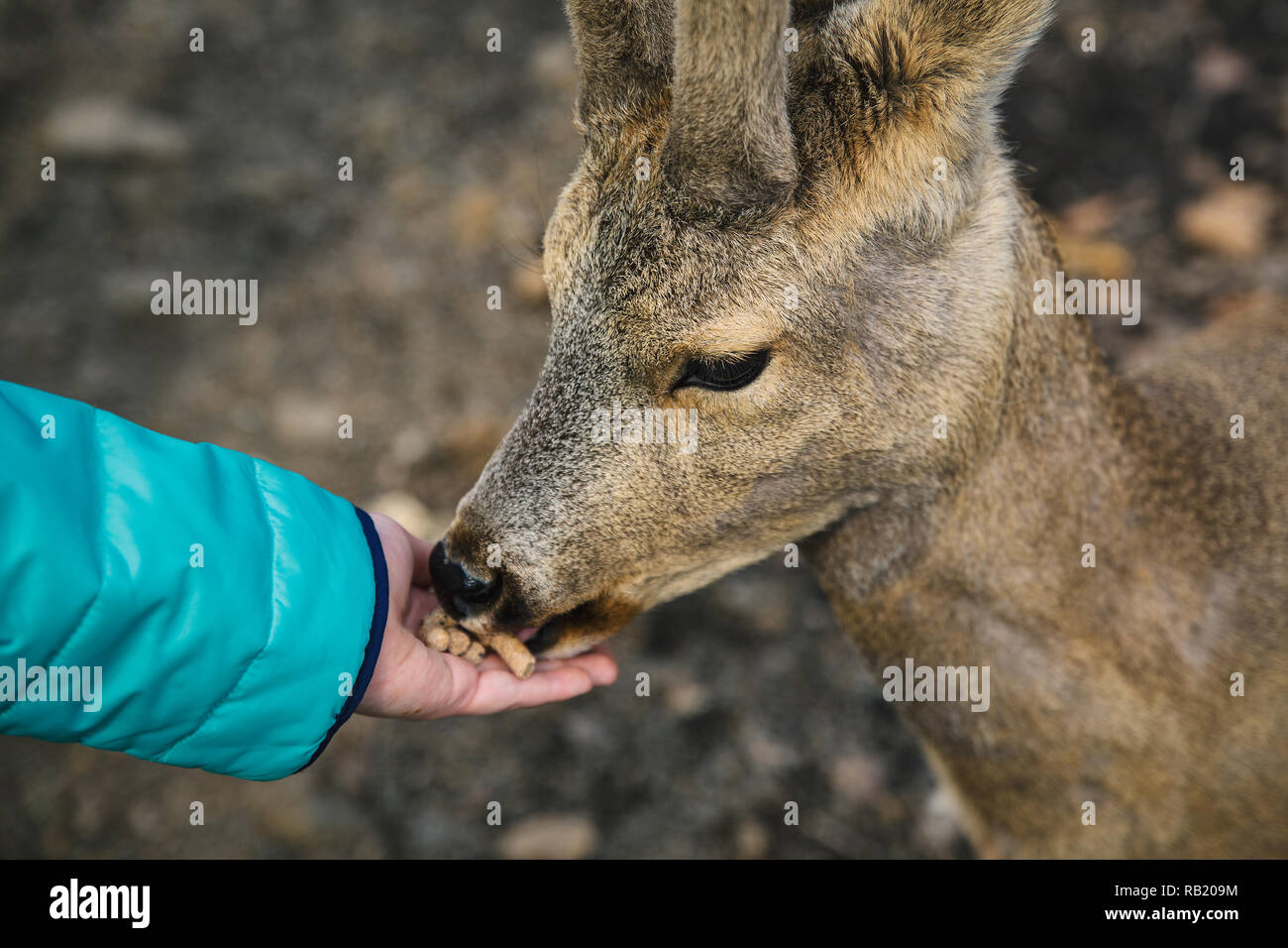 Happy roe deer hi-res stock photography and images - Alamy