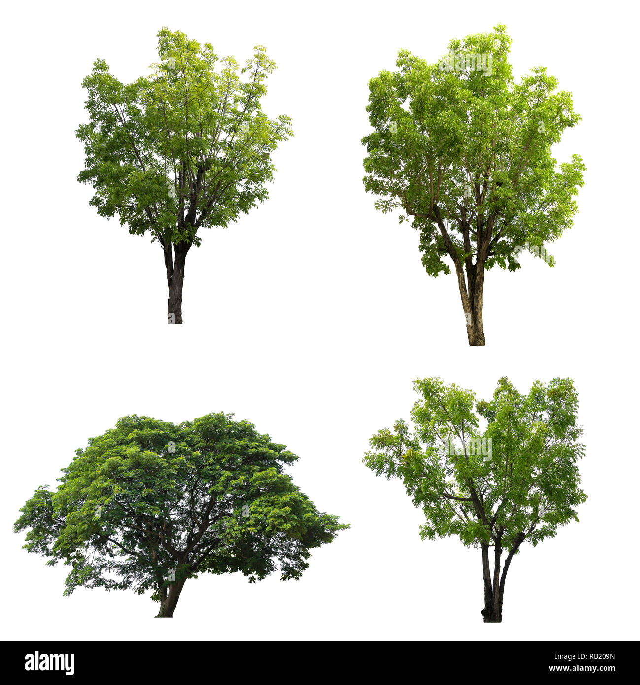 Set of The Trees isolated on a white background, Trees for design or ...