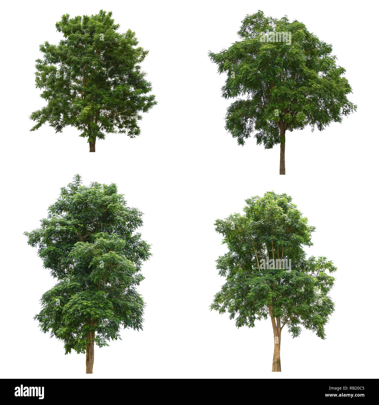 Set of The Trees isolated on a white background, Trees for design or ...
