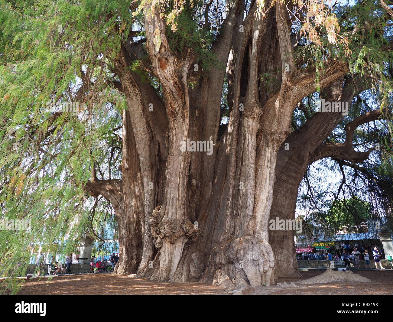 The Tule Tree High Resolution Stock Photography and Images - Alamy
