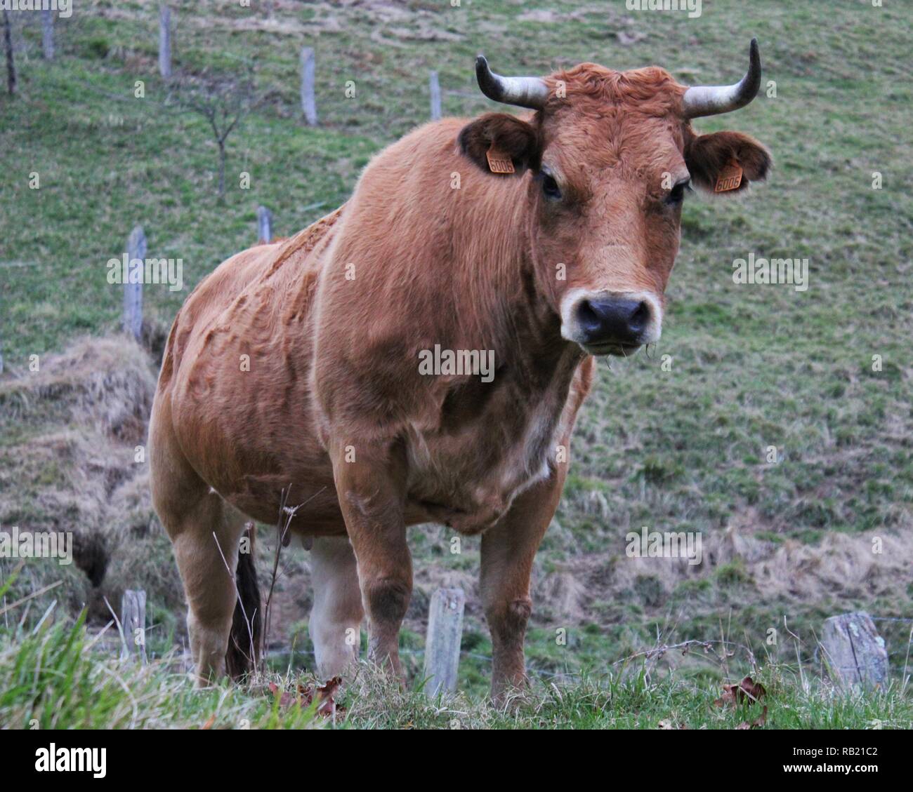 Middle cow hi-res stock photography and images - Alamy