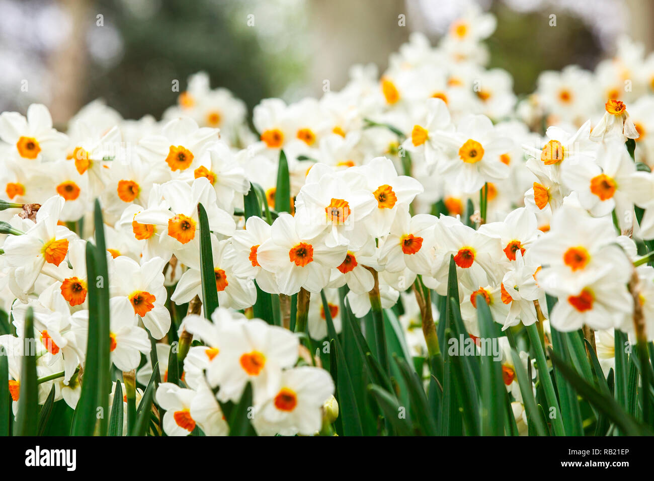 Sunny day daffodils hi-res stock photography and images - Alamy