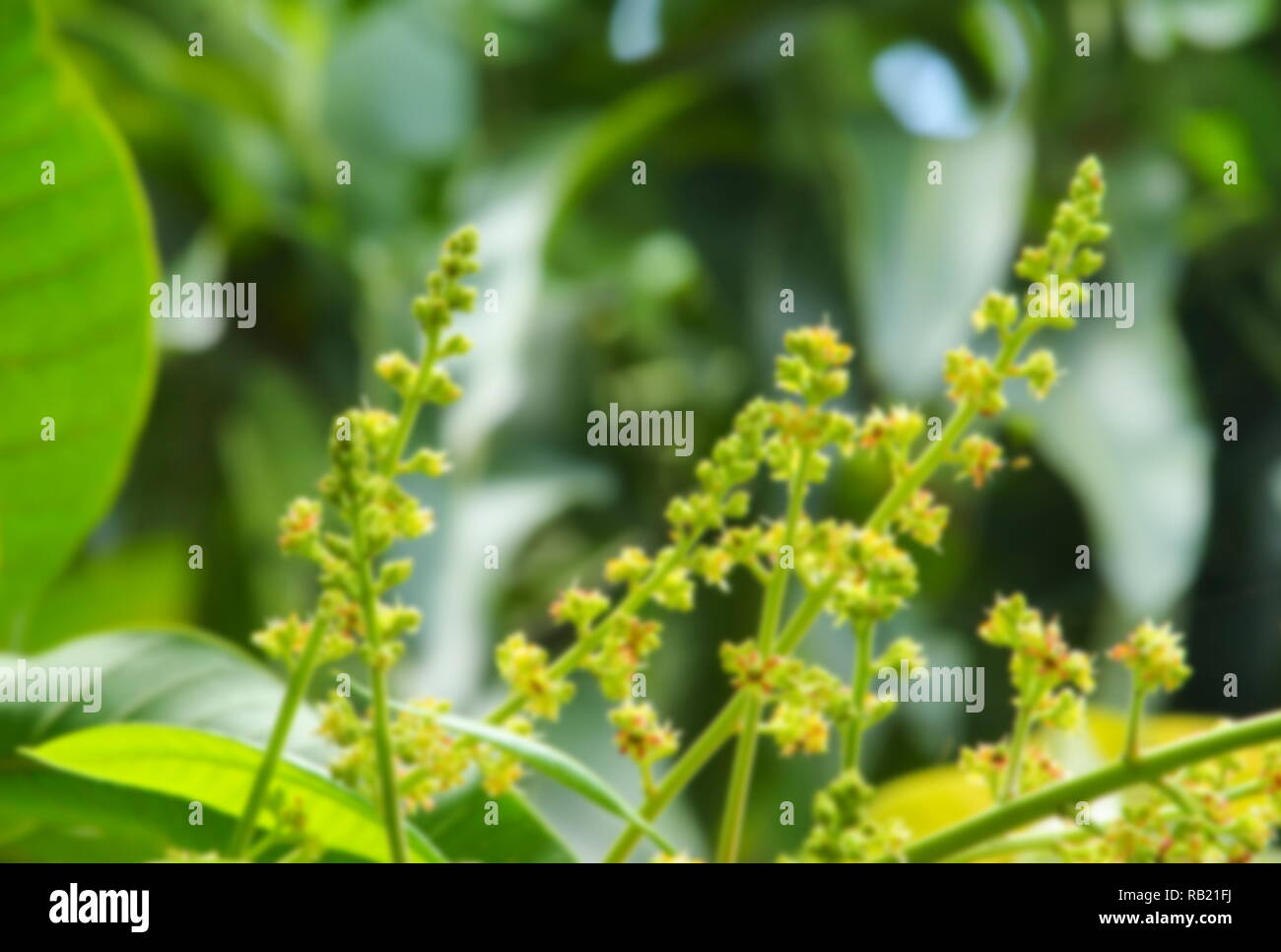 blurred mango flower on a tree in the garden for background Stock Photo ...
