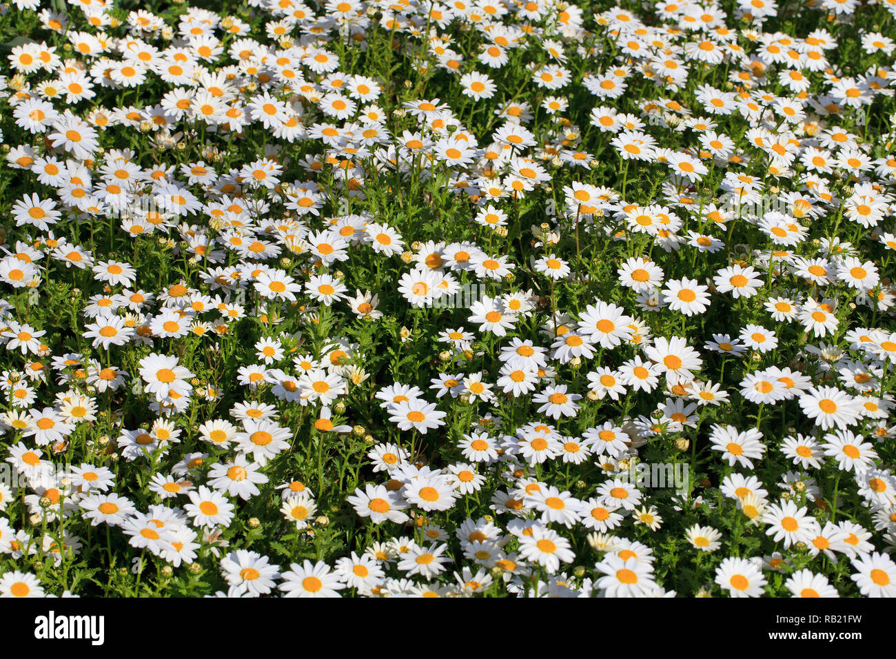 Daisie hi-res stock photography and images - Alamy