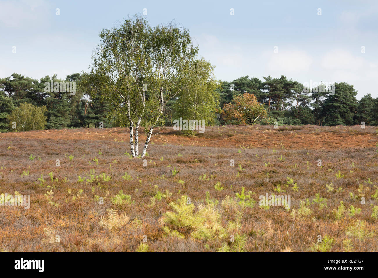 Nature reserve Westruper Heide, Nature reserve Hohe Mark, Münsterland ...