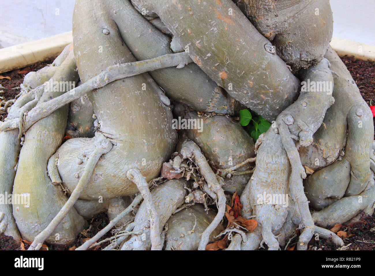 tree root in forest beautiful in nature Stock Photo - Alamy