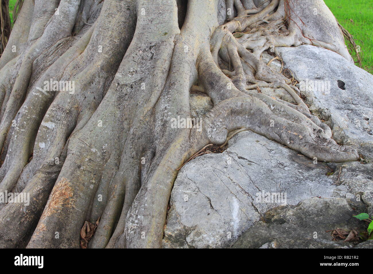 tree root in forest beautiful in nature Stock Photo - Alamy