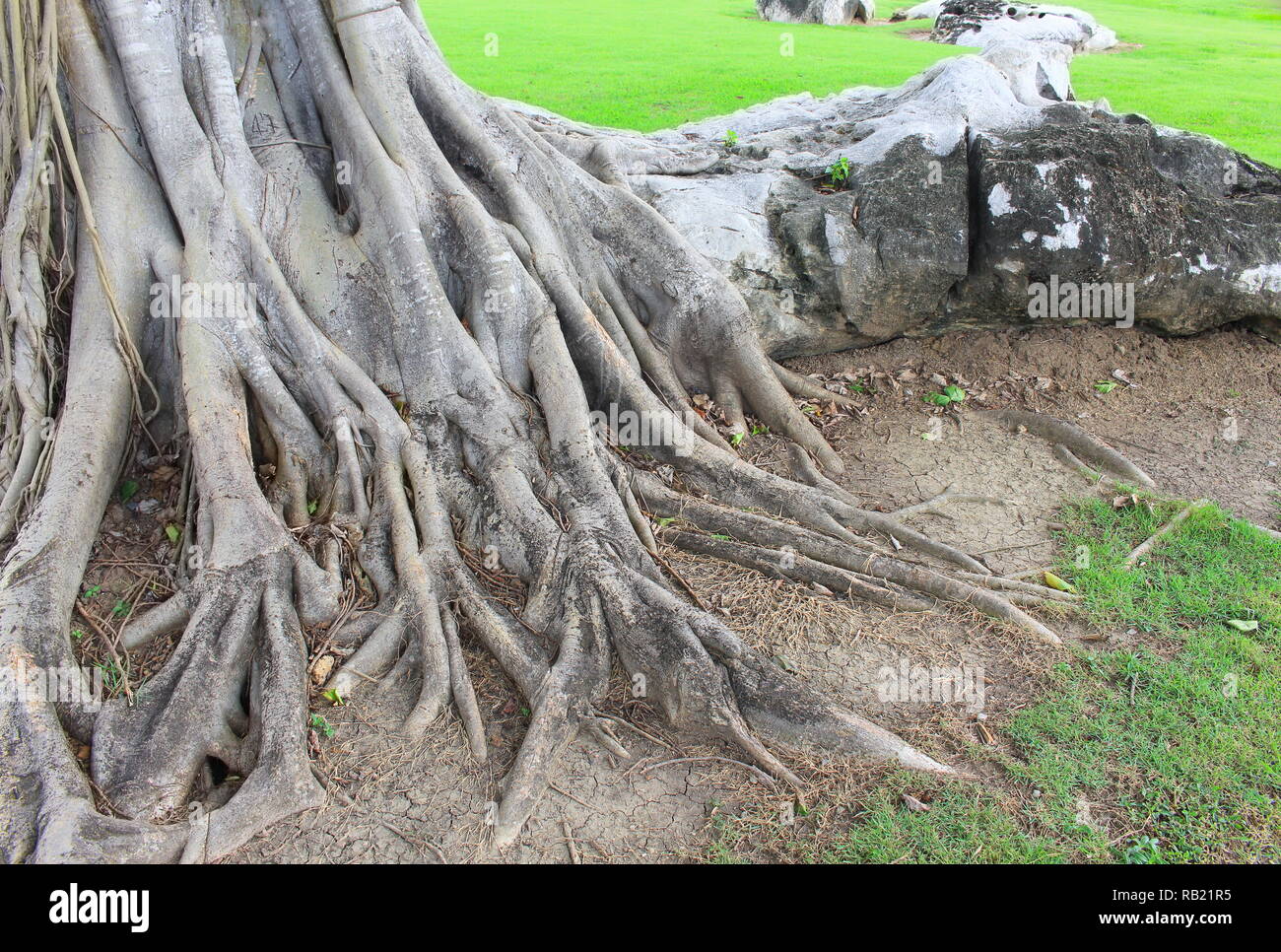 tree root in forest beautiful in nature Stock Photo - Alamy