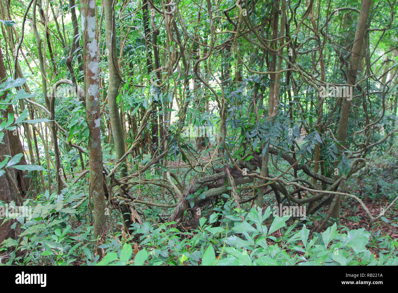 forest trees cluttered beautiful in nature Stock Photo - Alamy
