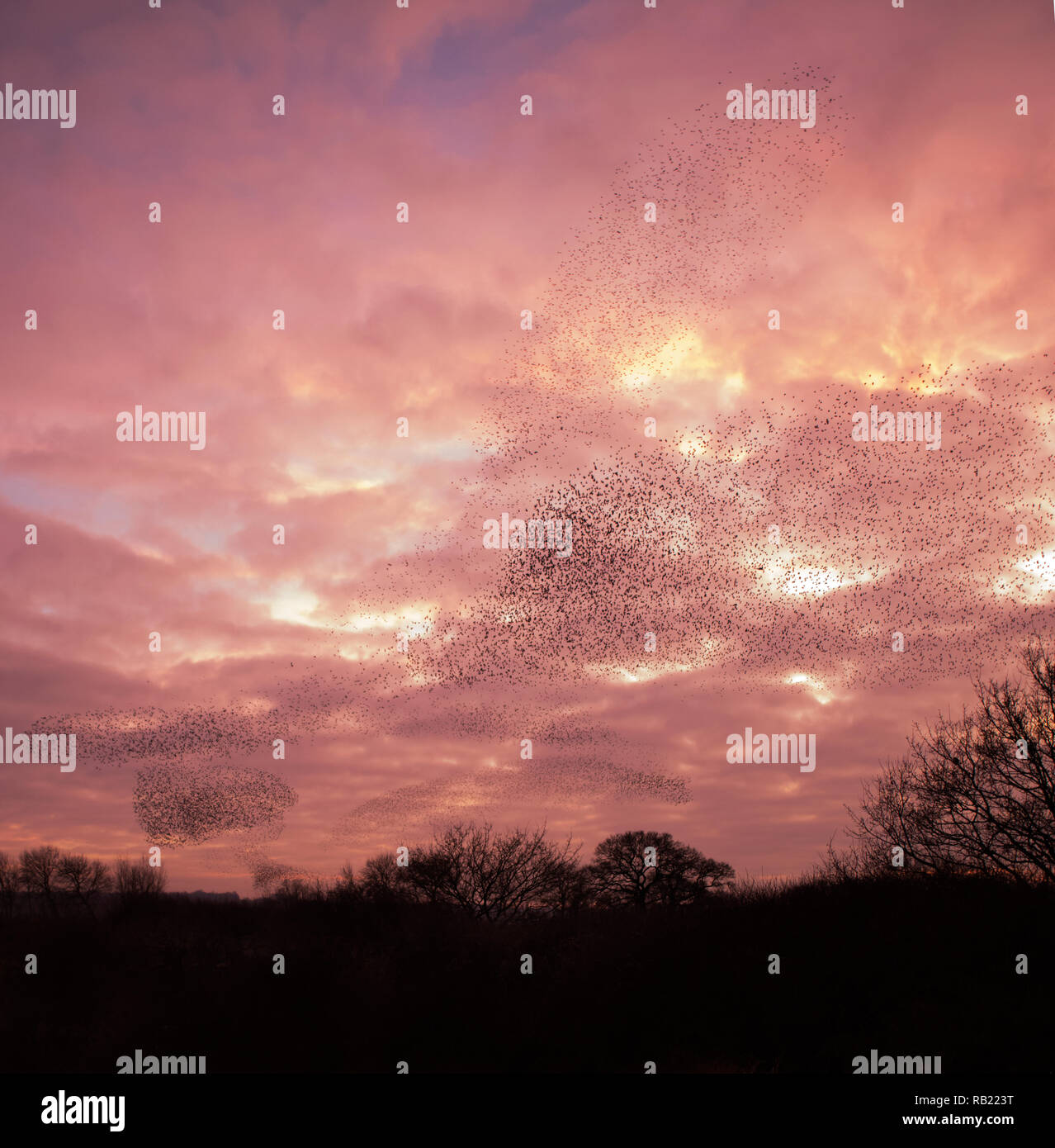 Murmuration of starlings sunset hi-res stock photography and images - Alamy
