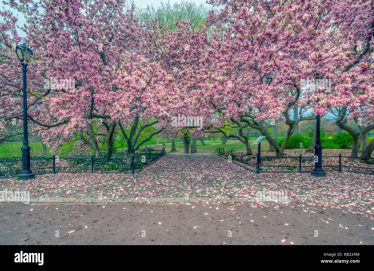 Central Park, Manhattan, New York City in spring Stock Photo - Alamy