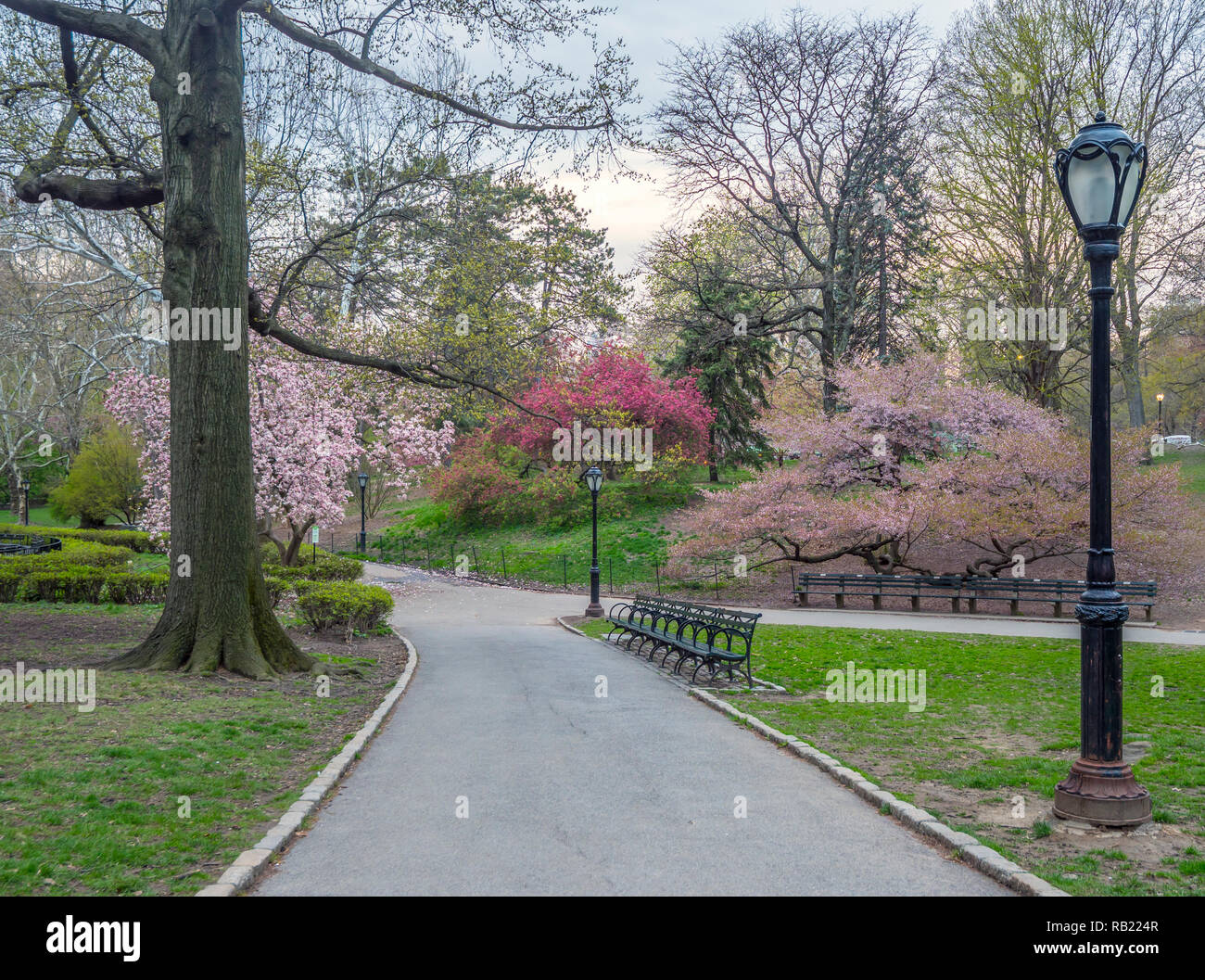 Central Park, Manhattan, New York City in spring Stock Photo - Alamy