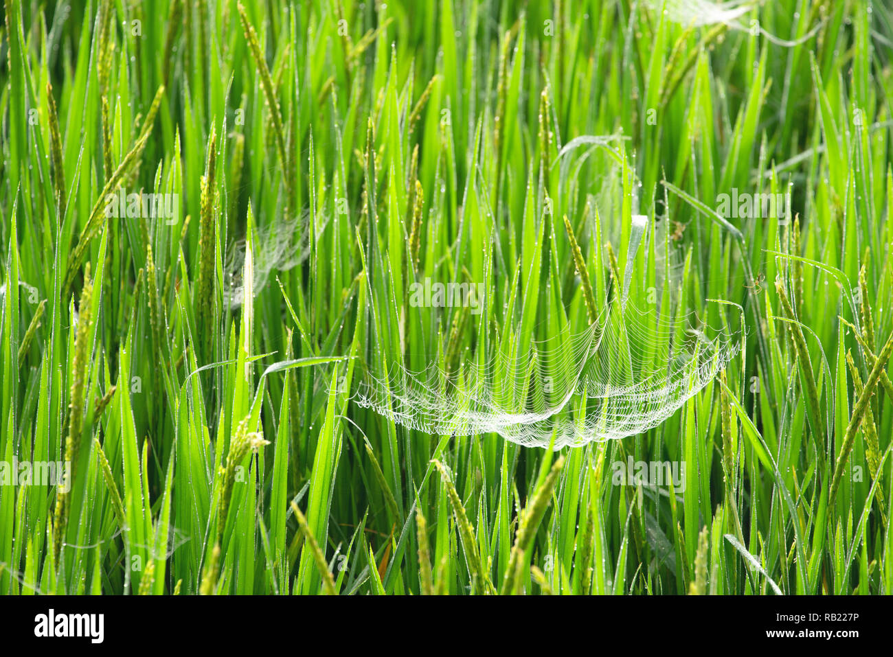 rice field nature sunny with spider web Stock Photo - Alamy