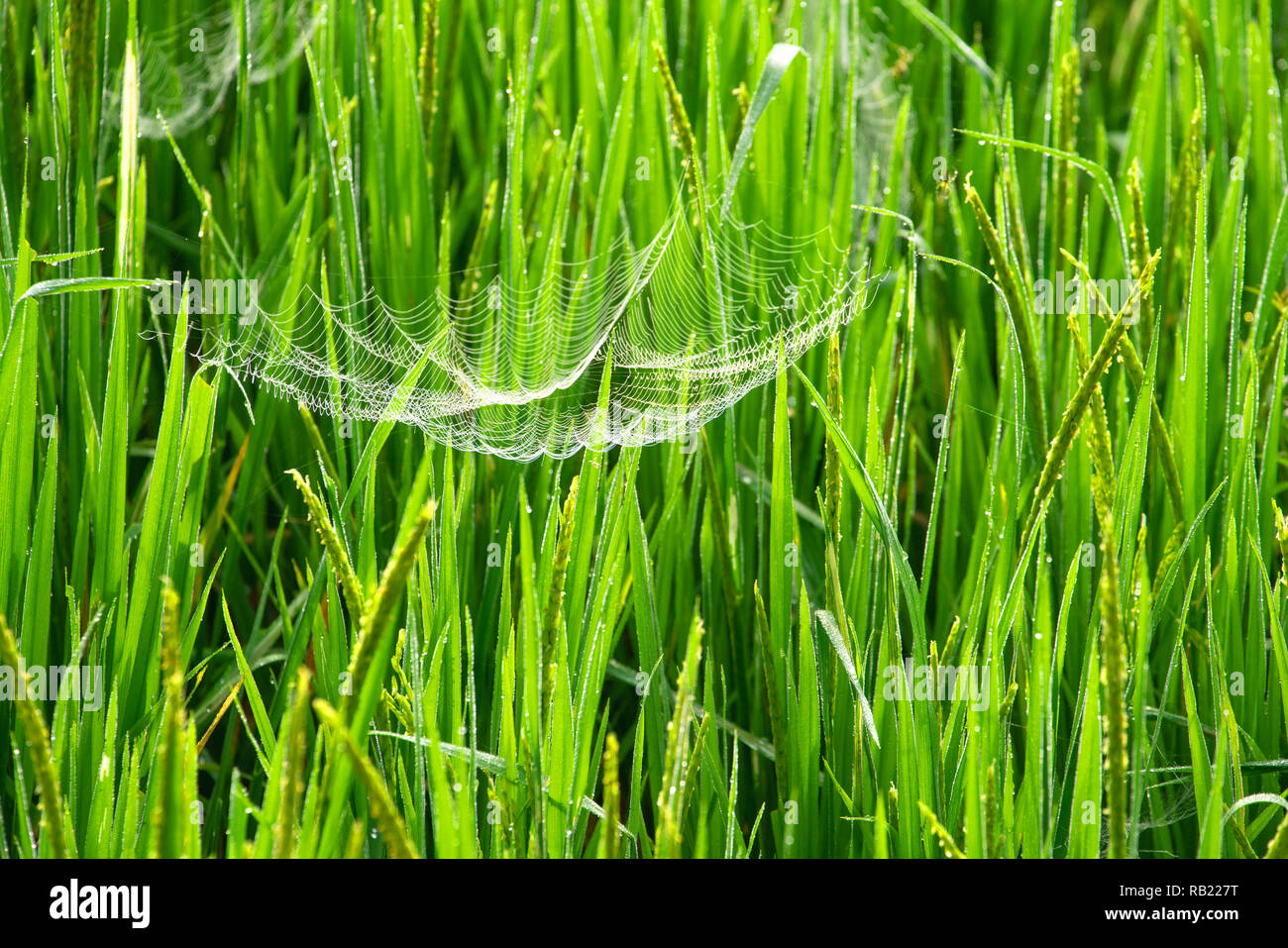 rice field nature sunny with spider web Stock Photo - Alamy