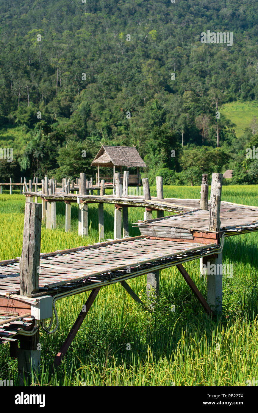 Bamboo weave walk way bridge over rice field Stock Photo - Alamy