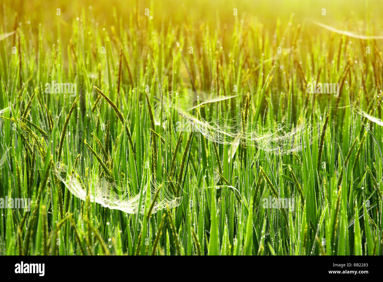 rice field nature sunny with spider web Stock Photo - Alamy