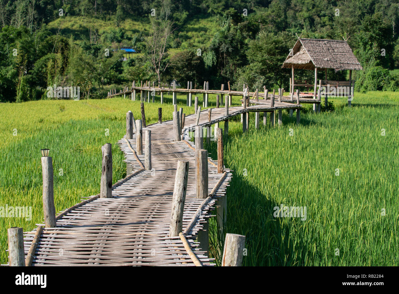 Bamboo weave walk way bridge over rice field Stock Photo - Alamy