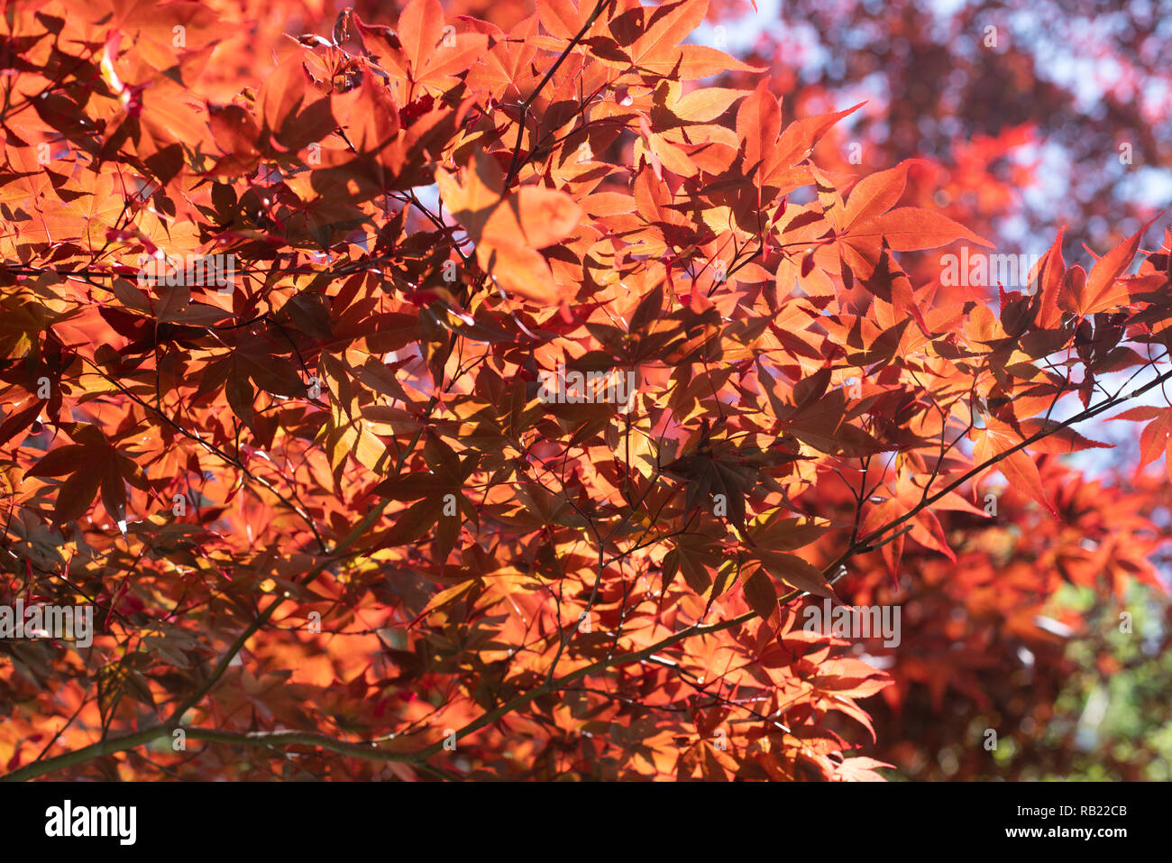 Red maple leaf background, shade, light and shadow Stock Photo - Alamy