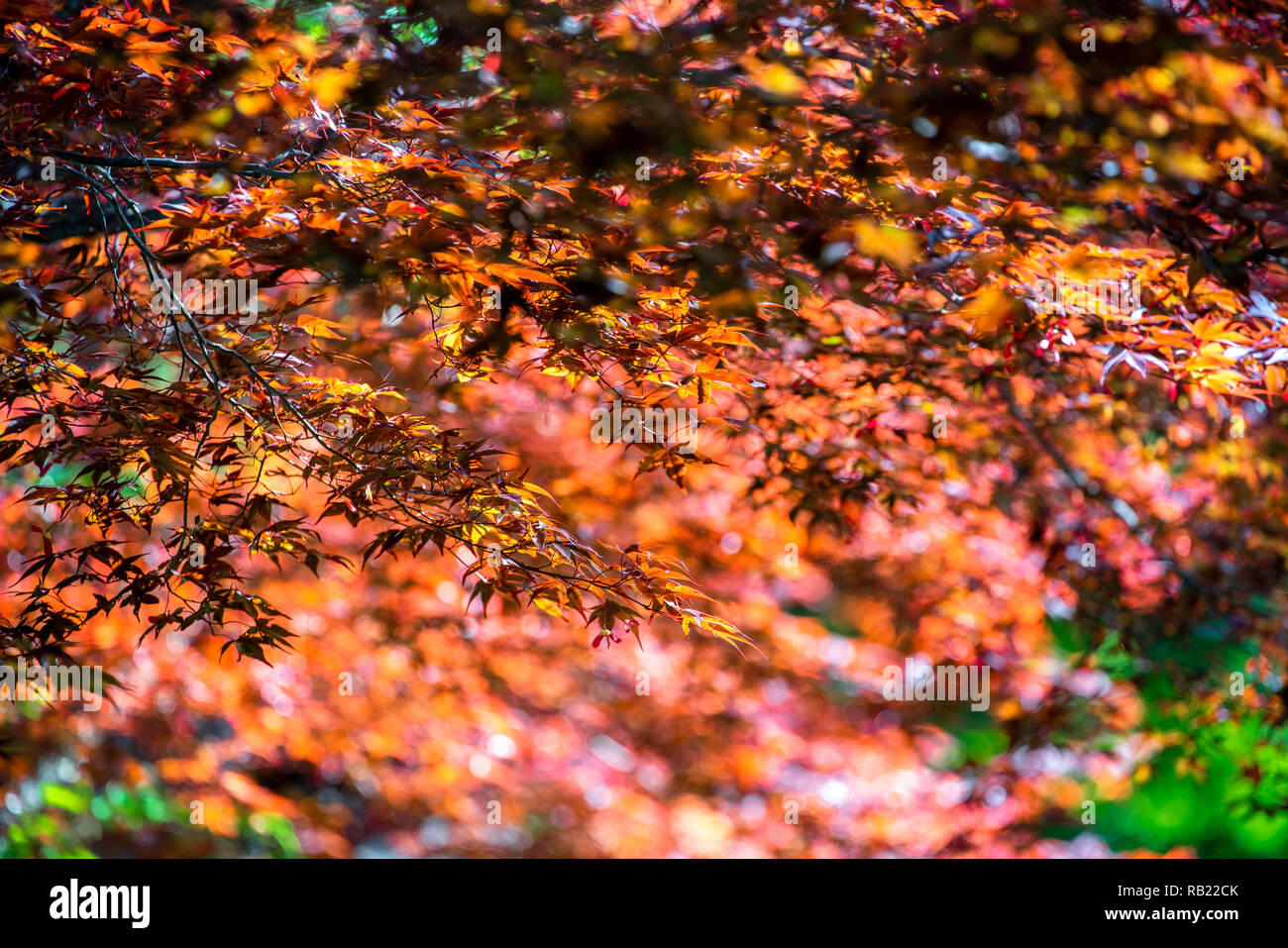 Red maple leaf background, shade, light and shadow Stock Photo - Alamy