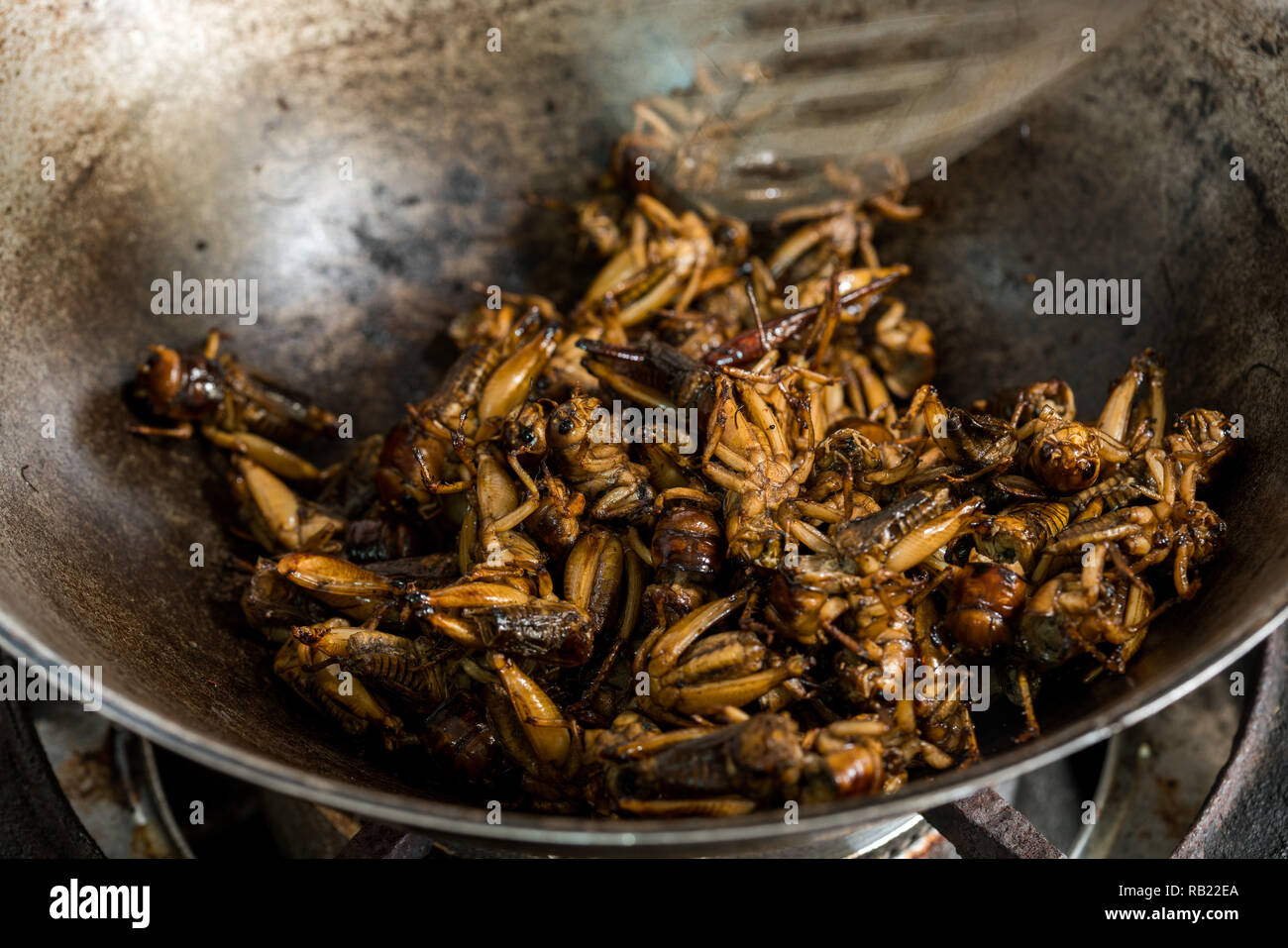 Roasted cricket, fried Insect in pan, cooking for meal Stock Photo - Alamy