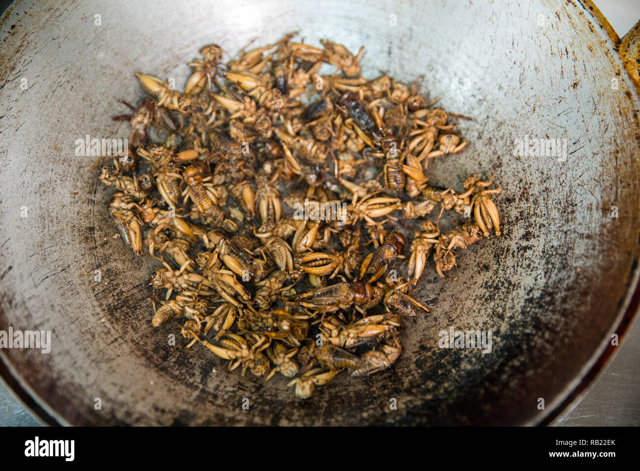 Roasted cricket, fried Insect in pan, cooking for meal Stock Photo - Alamy