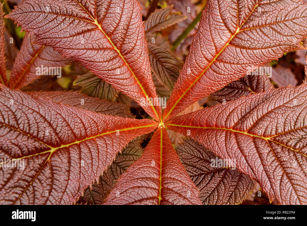 Rodgersia podophylla, Giant saxifragaceae, Rotlaub, Dunvegan, Isle of ...