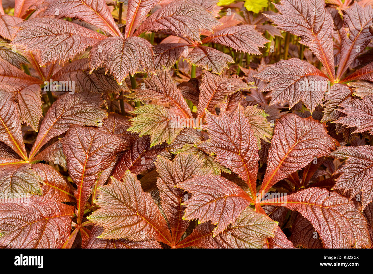 Rodgersia podophylla, Giant saxifragaceae, Rotlaub, Dunvegan, Isle of ...