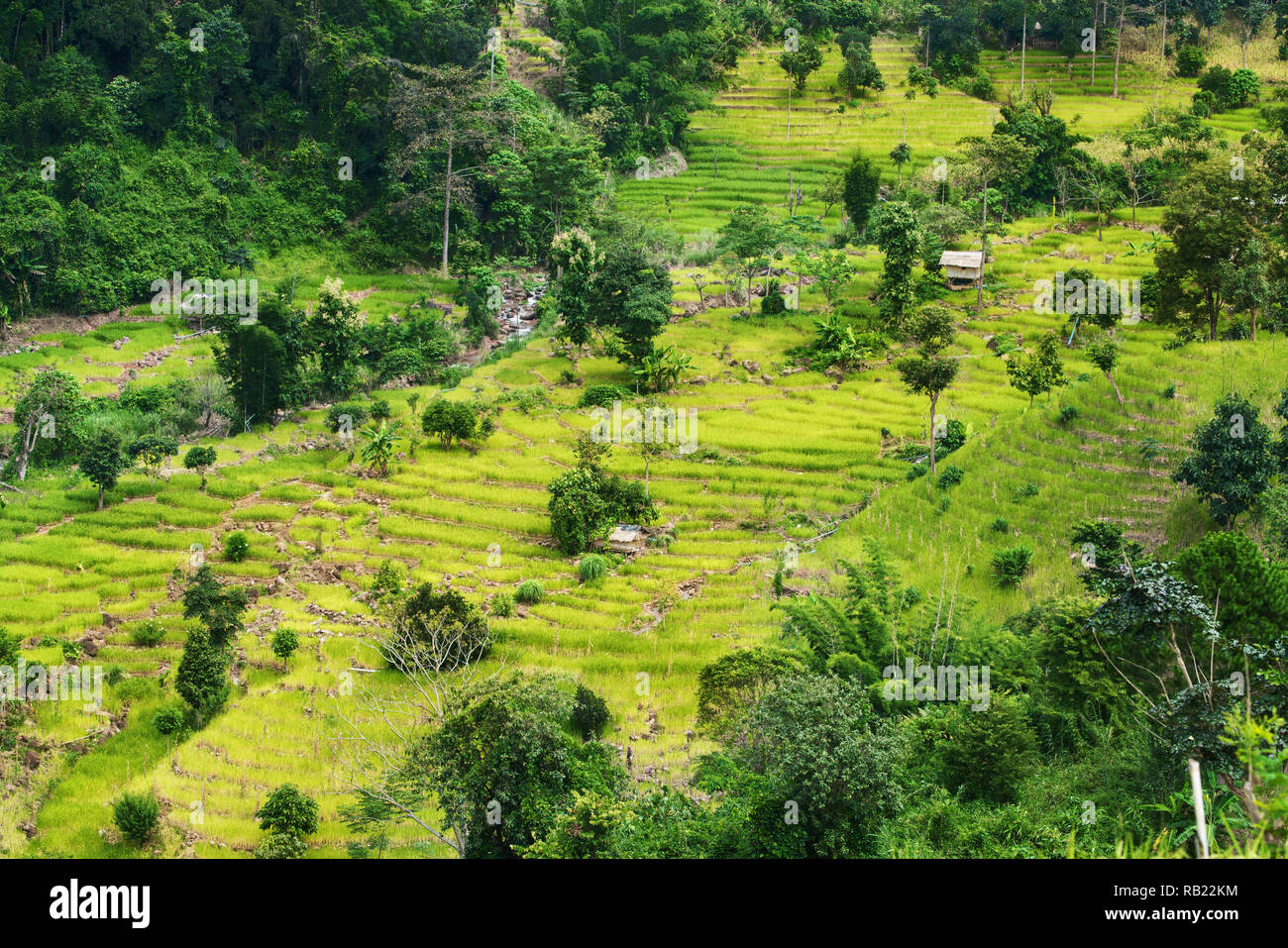 Green Terraced Rice Field in Nan, Thailand. Shoot from high view Stock ...
