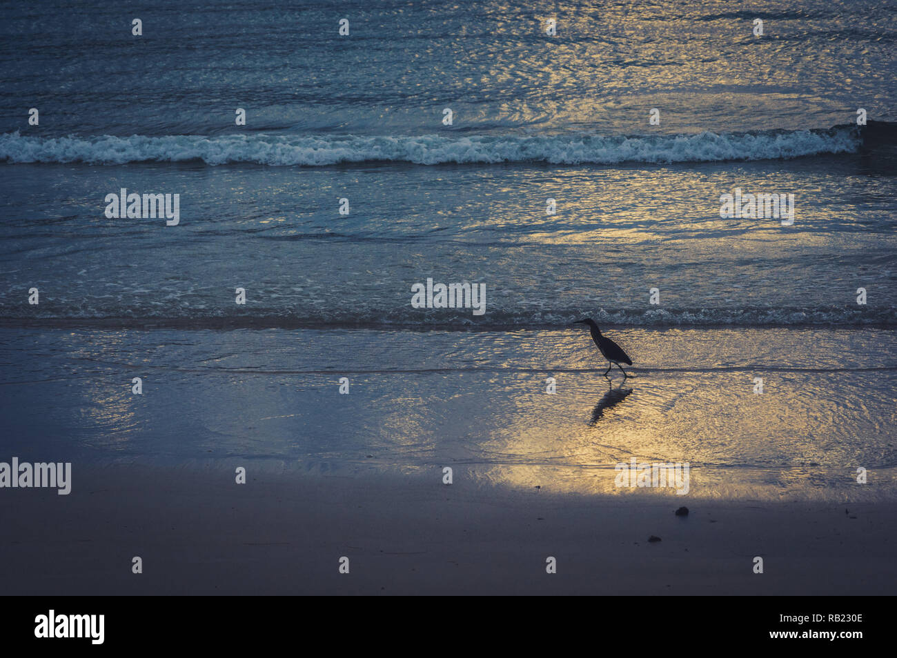 Shoreline wading bird hi-res stock photography and images - Alamy