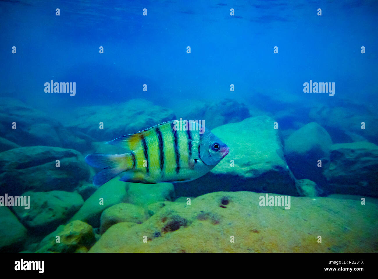 sergeant major fish in tropical waters of gulf of thailand Stock Photo ...