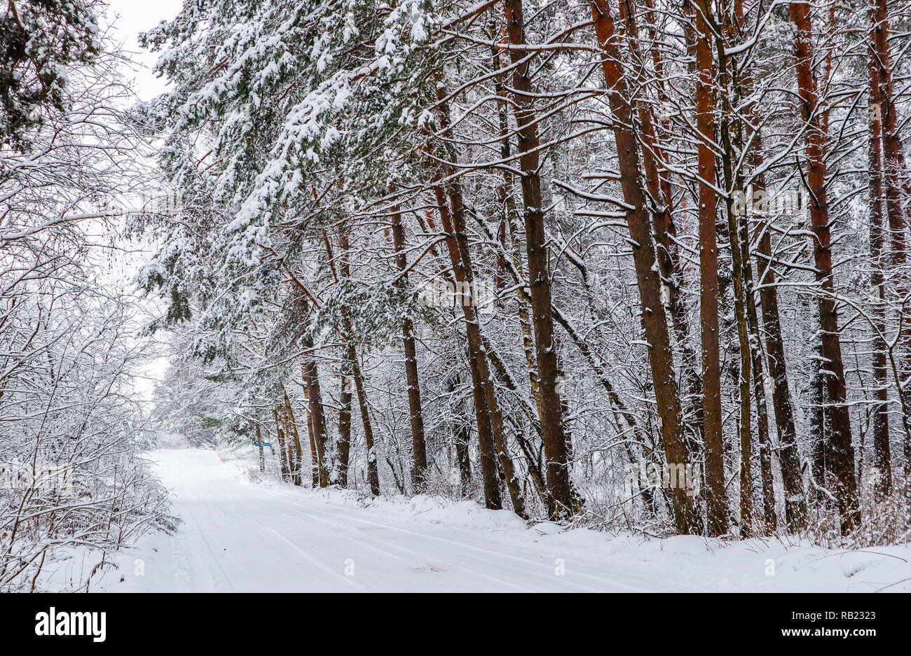 Beautiful winter forest with snowy trees and a white snowy road. Fairy ...