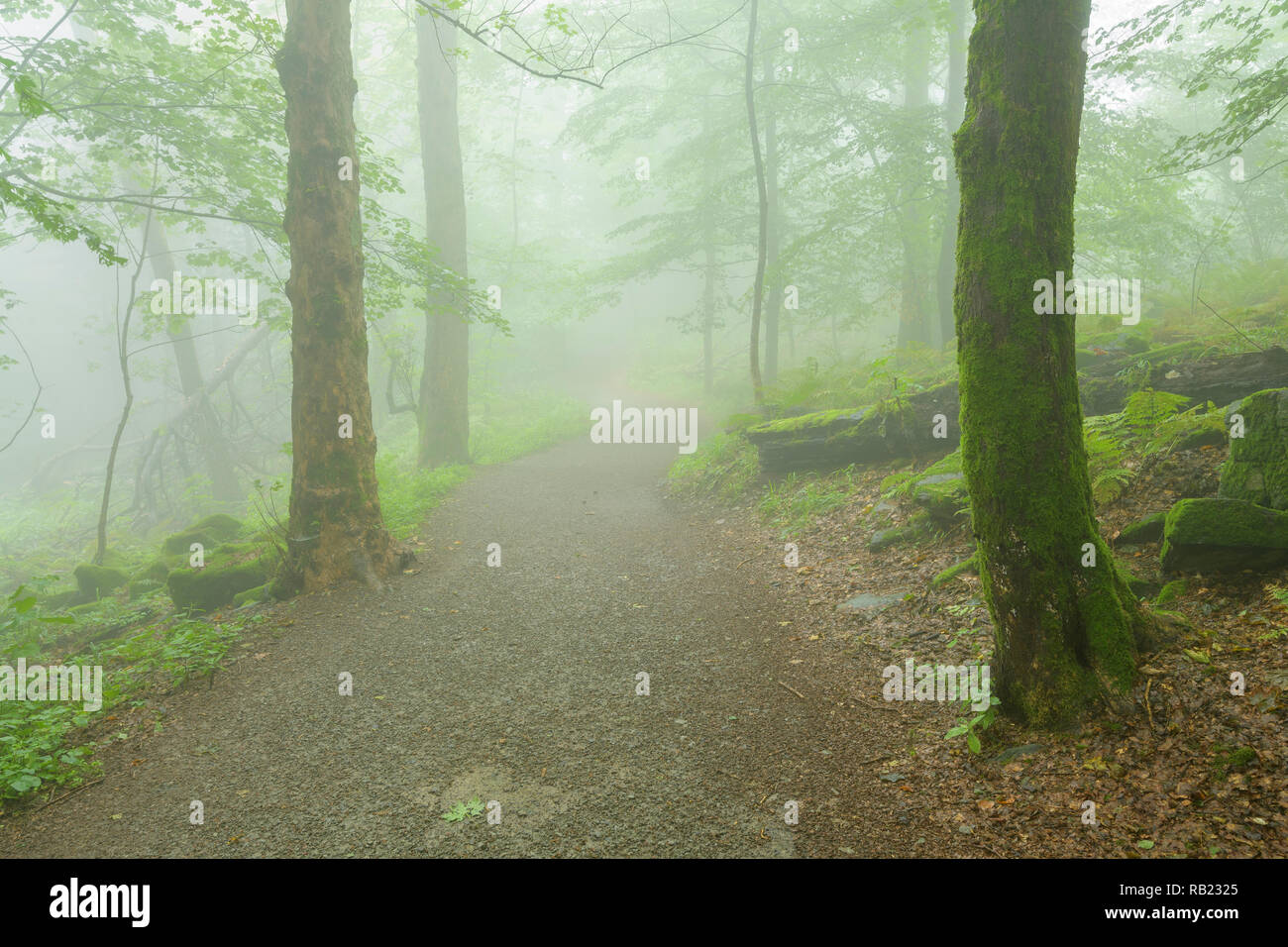 Path in mountain forest on a misty morning on mountain peak, Hofbieber ...