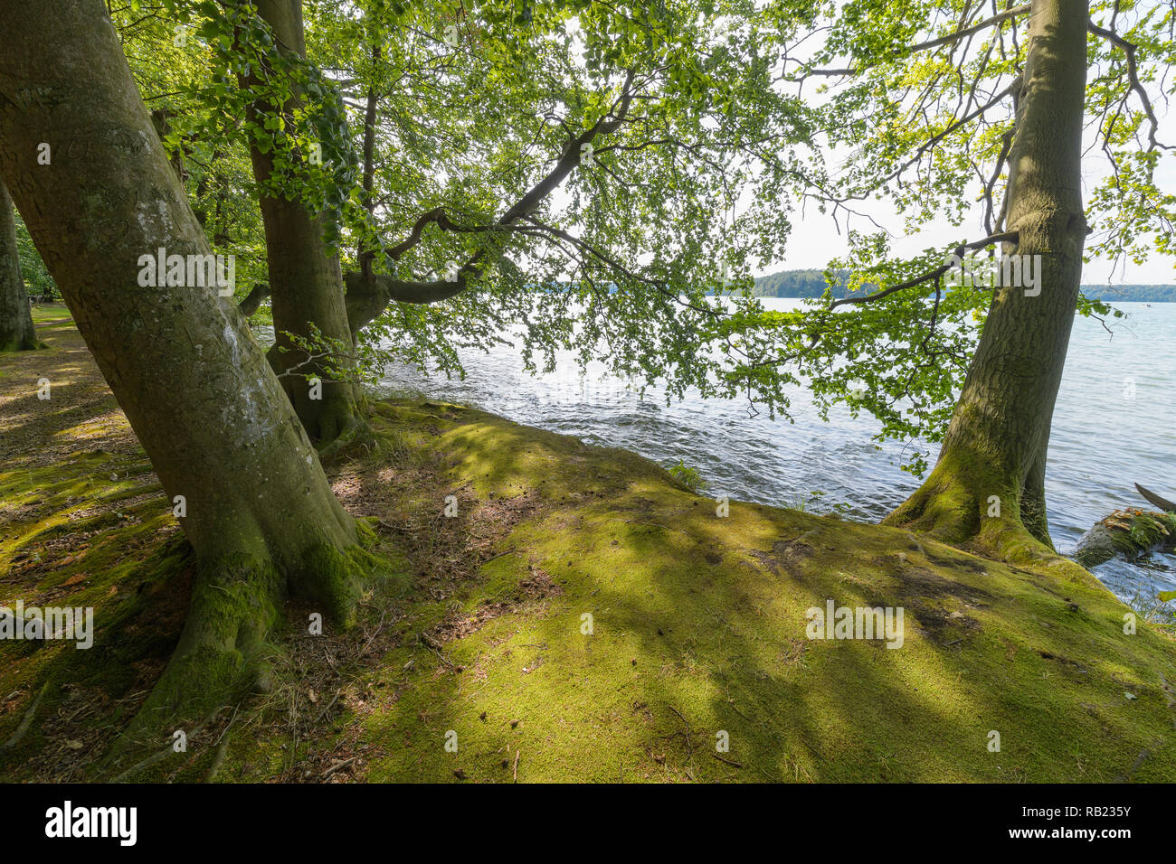Lakeside in summer, Lake Großer Stechlinsee, Neuglobsow, Rheinsberg ...