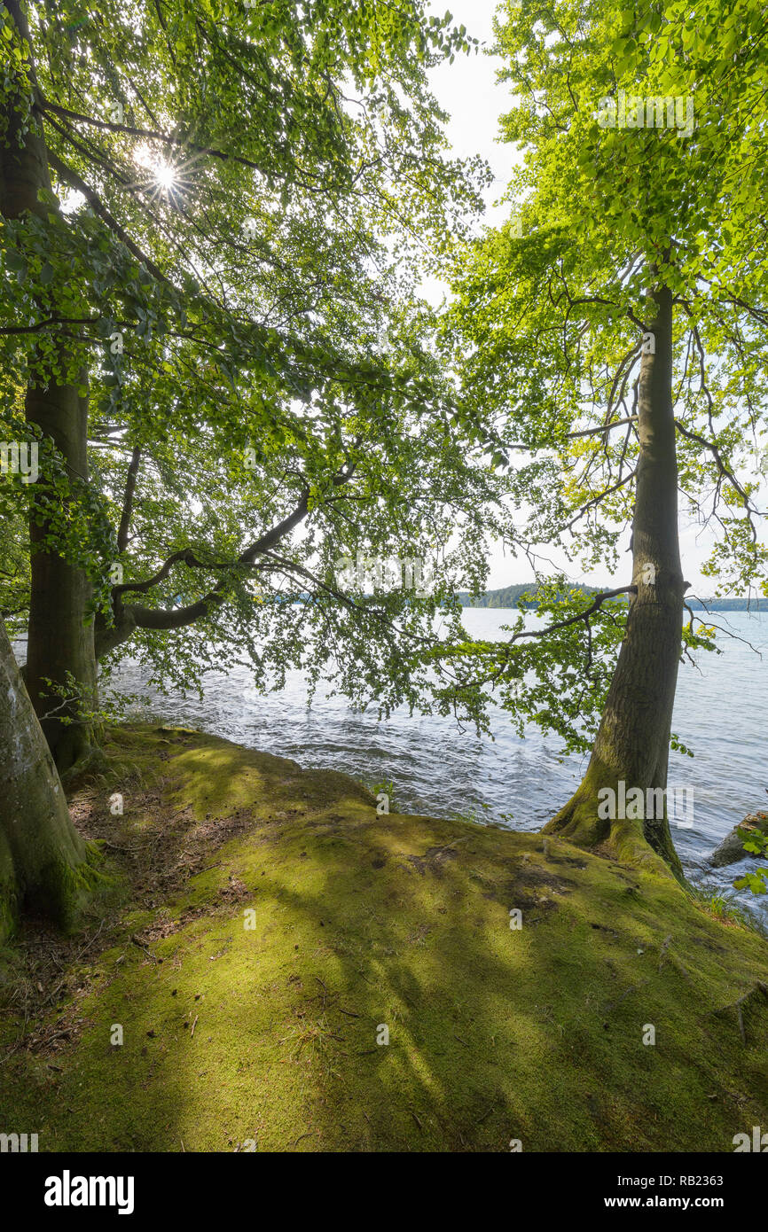 Lakeside in summer, Lake Großer Stechlinsee, Neuglobsow, Rheinsberg ...
