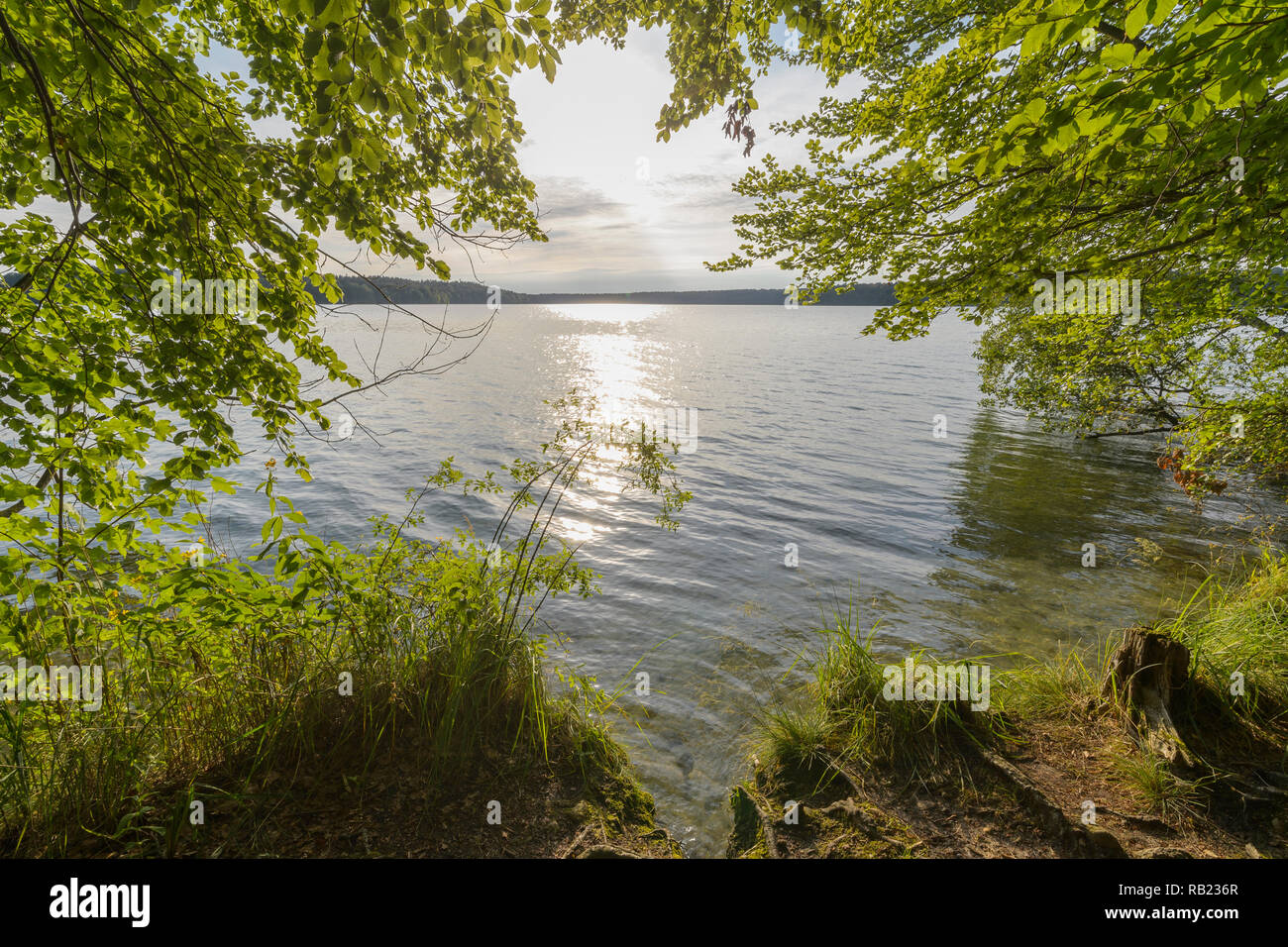 Lakeside in summer, Lake Großer Stechlinsee, Neuglobsow, Rheinsberg ...