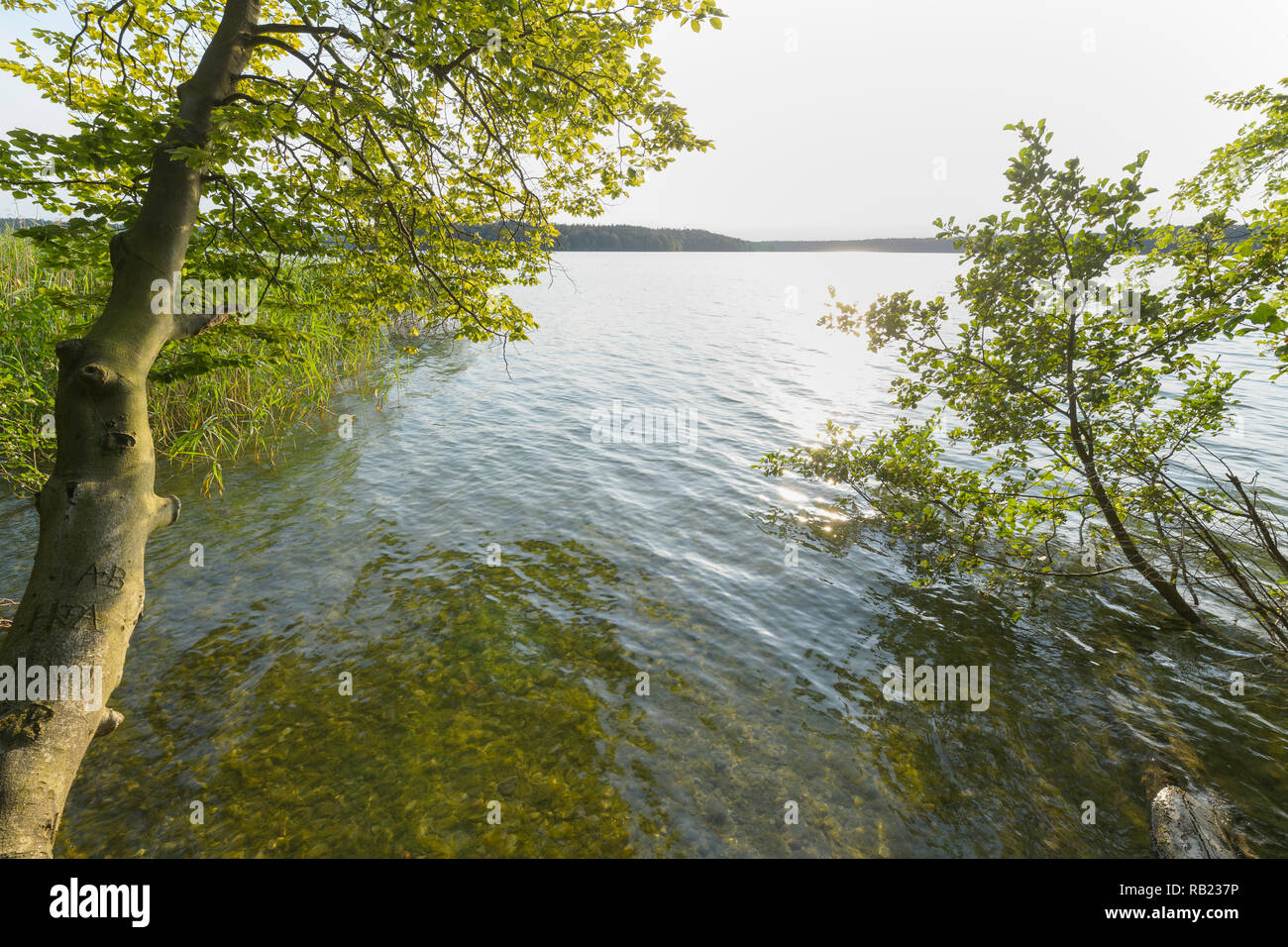 Lakeside in summer, Lake Großer Stechlinsee, Neuglobsow, Rheinsberg ...