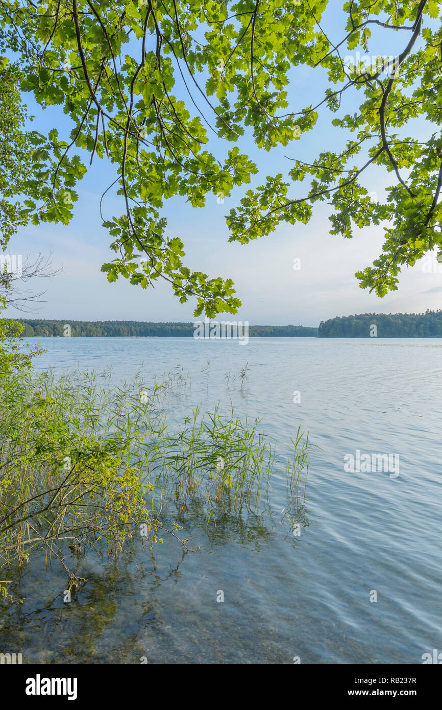 Lakeside in summer, Lake Großer Stechlinsee, Neuglobsow, Rheinsberg ...