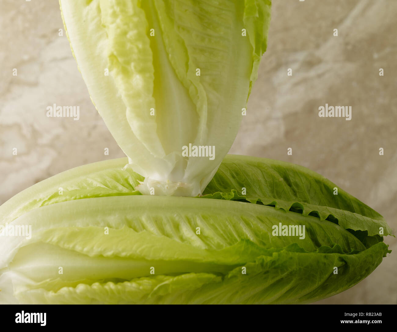 Romaine hearts (cos lettuce) vegetable food still life photograph on ...