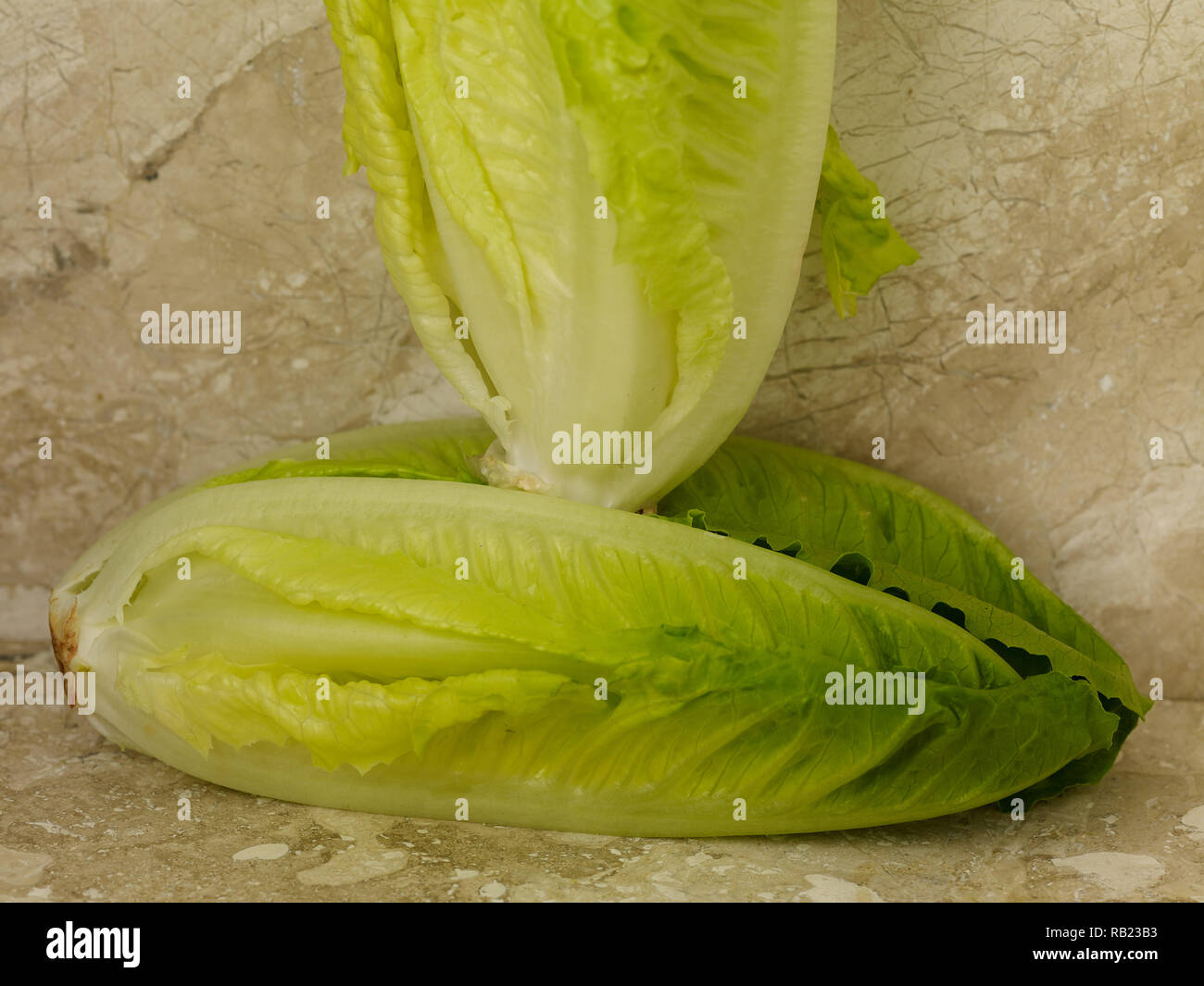Romaine hearts (cos lettuce) vegetable food still life photograph on ...