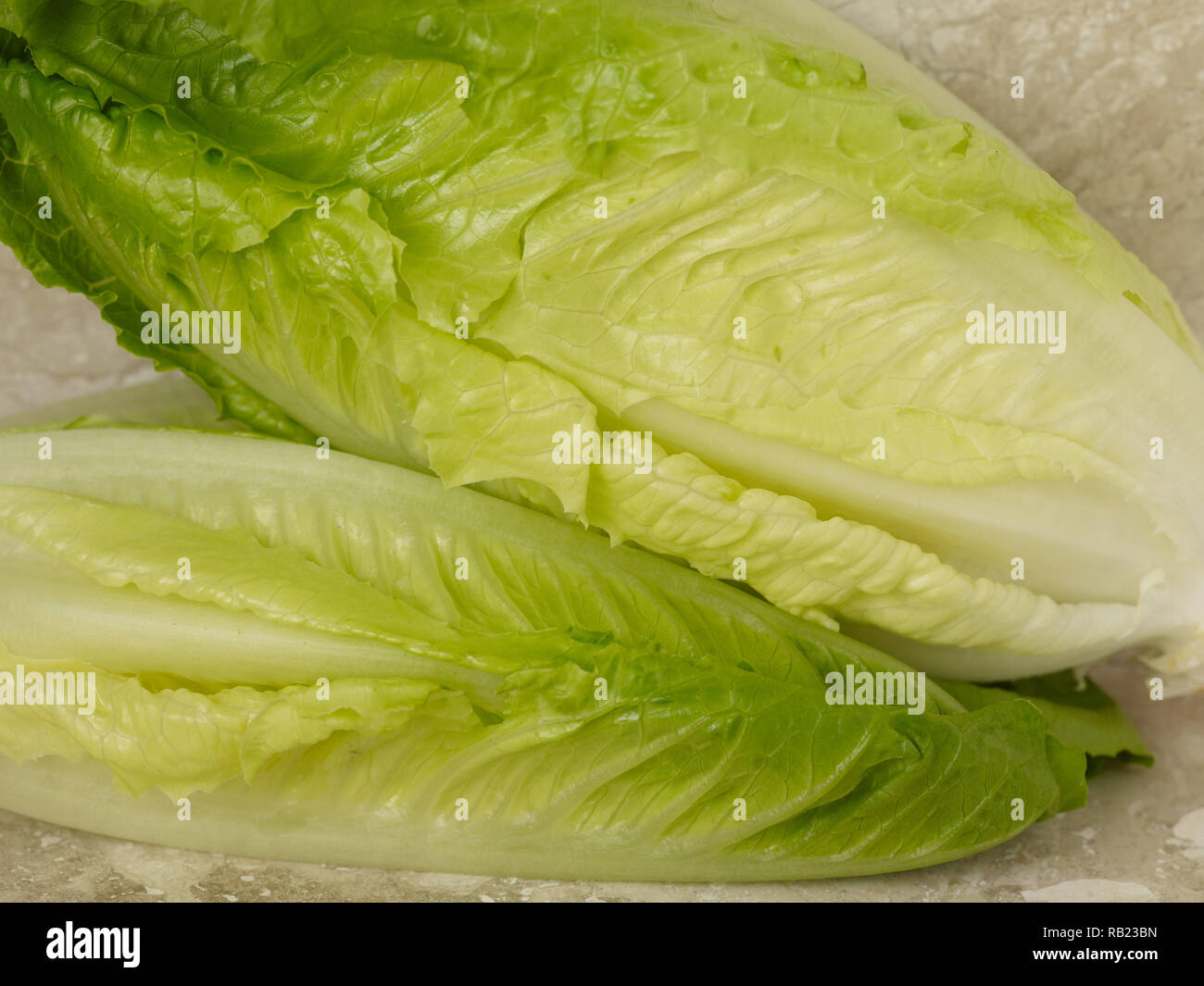 Romaine hearts (cos lettuce) vegetable food still life photograph on ...