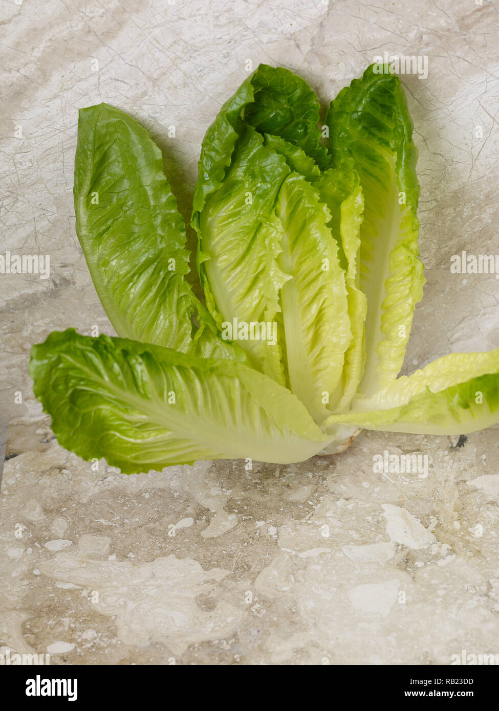 Romaine hearts (cos lettuce) vegetable food still life photograph on ...