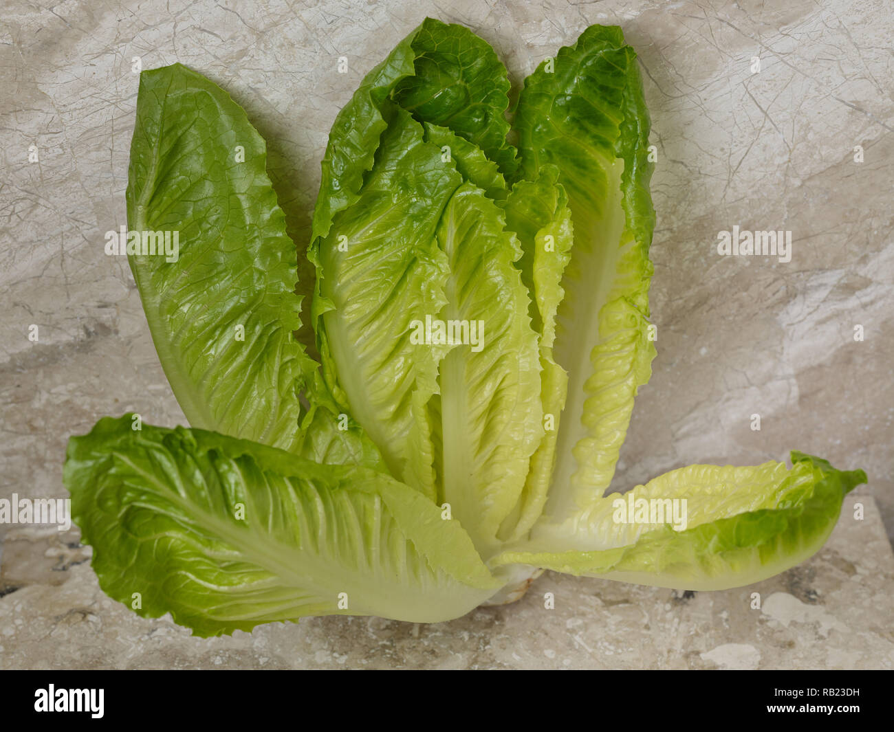 Romaine hearts (cos lettuce) vegetable food still life photograph on ...