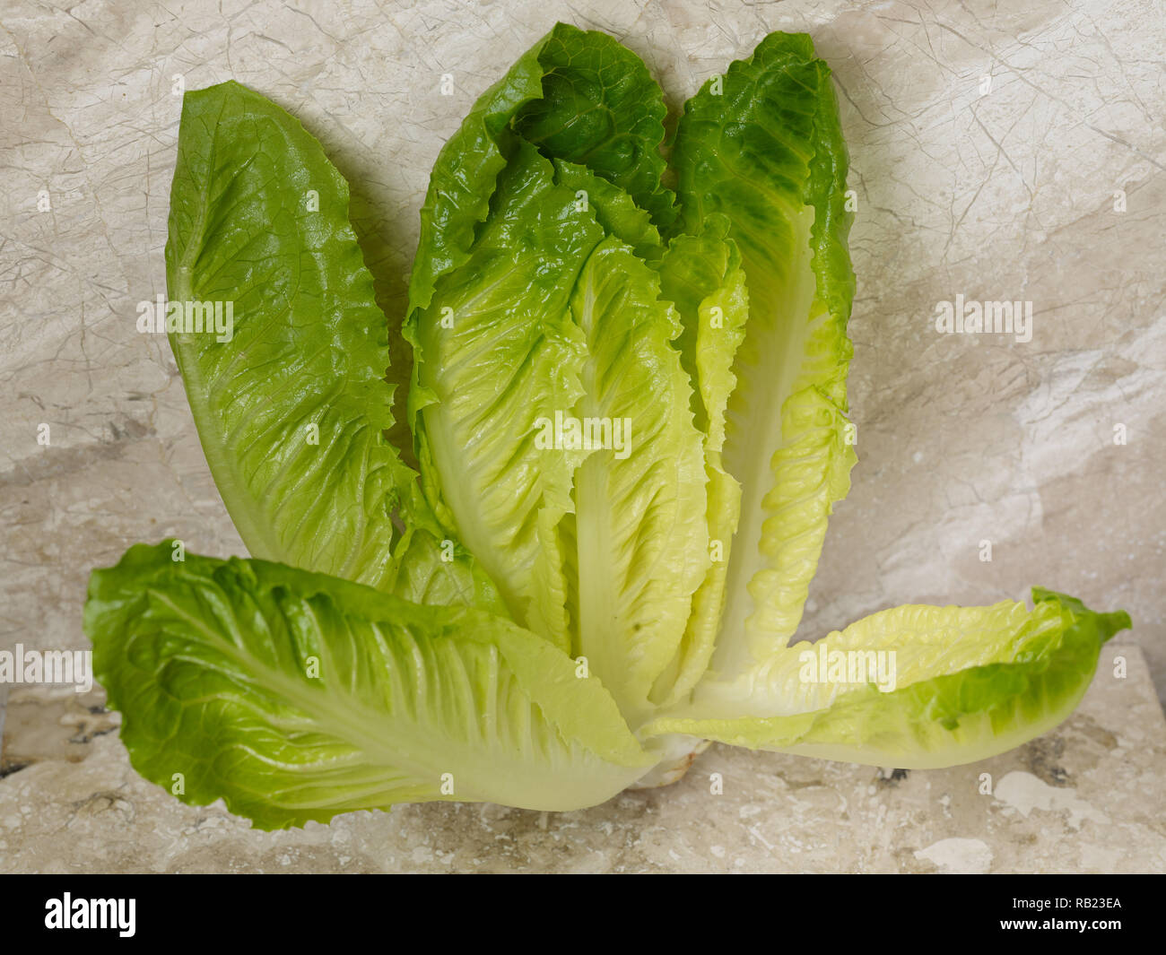 Romaine hearts (cos lettuce) vegetable food still life photograph on ...