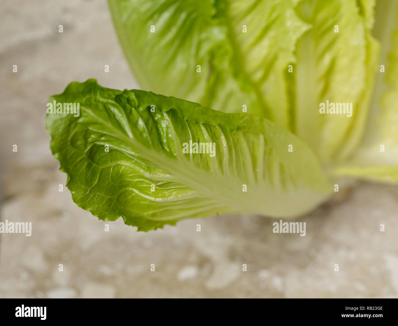 Romaine hearts (cos lettuce) vegetable food still life photograph on ...