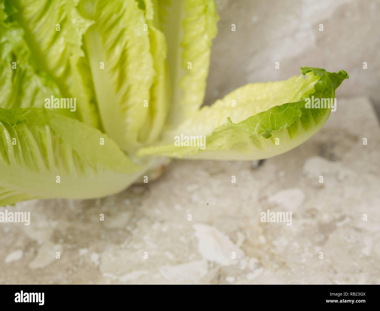 Romaine hearts (cos lettuce) vegetable food still life photograph on ...