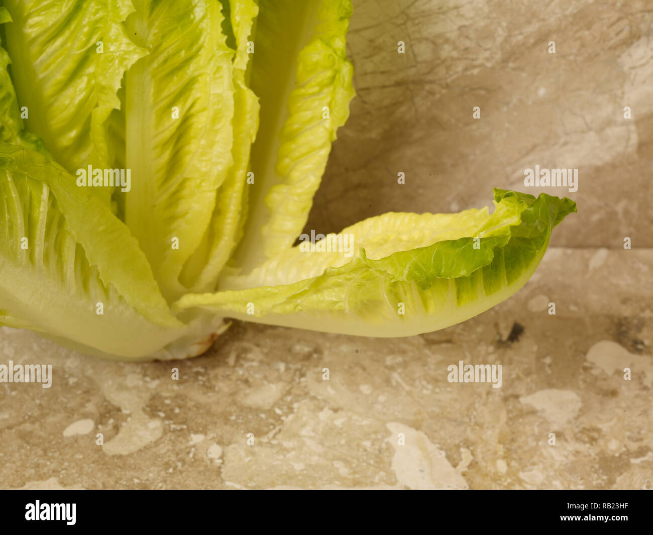 Romaine hearts (cos lettuce) vegetable food still life photograph on ...