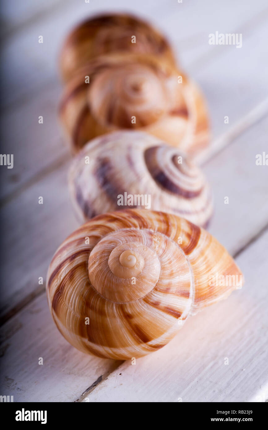 Shells in a row hi-res stock photography and images - Alamy