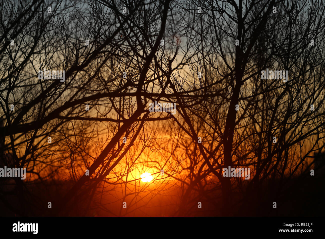 Photo beautiful sunset views and trees in the late evening autumn Stock ...